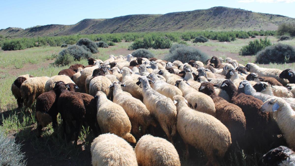 Saving sheep – On extinction narratives in Namibian Swakara farming ...